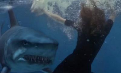 Underrated Film: Deep Blue Sea (1999)