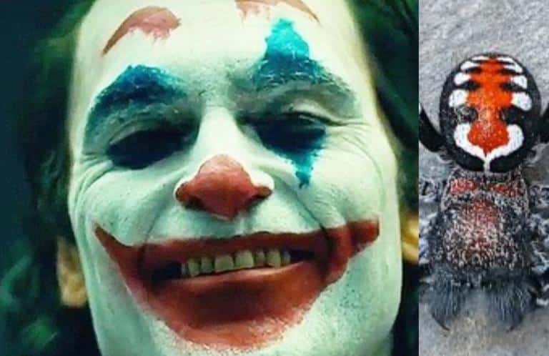 New Spider Species Named After Joaquin Phoenix Due To 'Joker' Colors